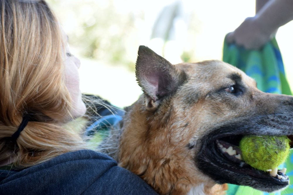 Fundraiser by Maggie Stillman : Nala's Hip Funds