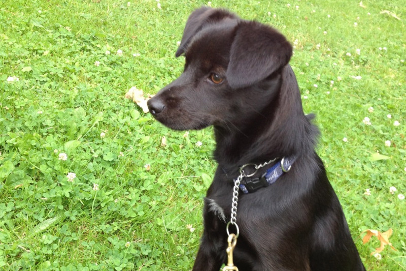 Spendenaktion von Flori Carlin Doyle: Lady Emma's Expensive Surgery