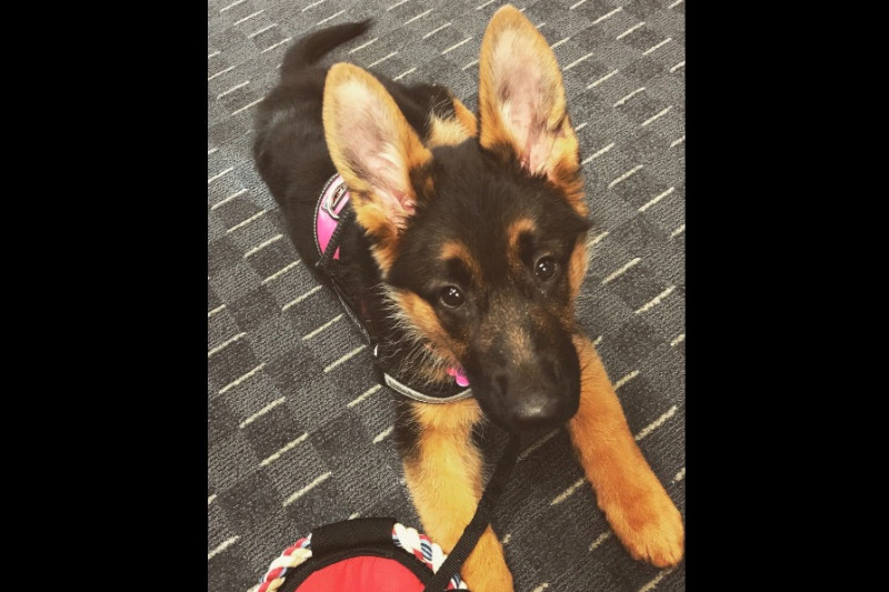 Fundraiser by Brett Rountree : Navy's Heart Surgery