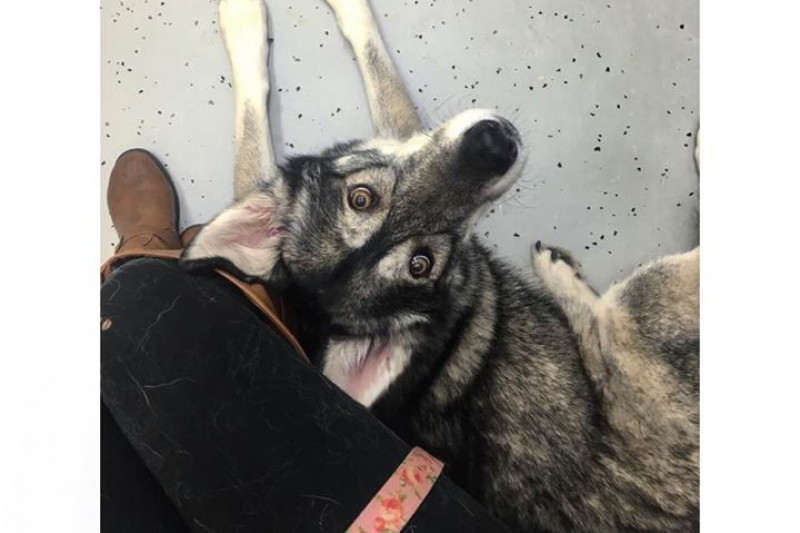 Fundraiser by Shelby Renae Harris : Help Marooka heal