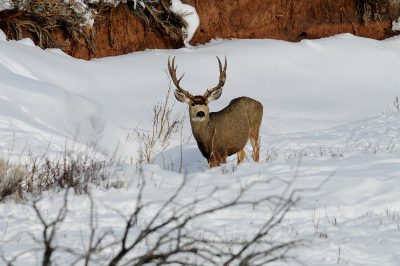 Fundraiser by Miles Moretti : Winter Feeding of Mule Deer