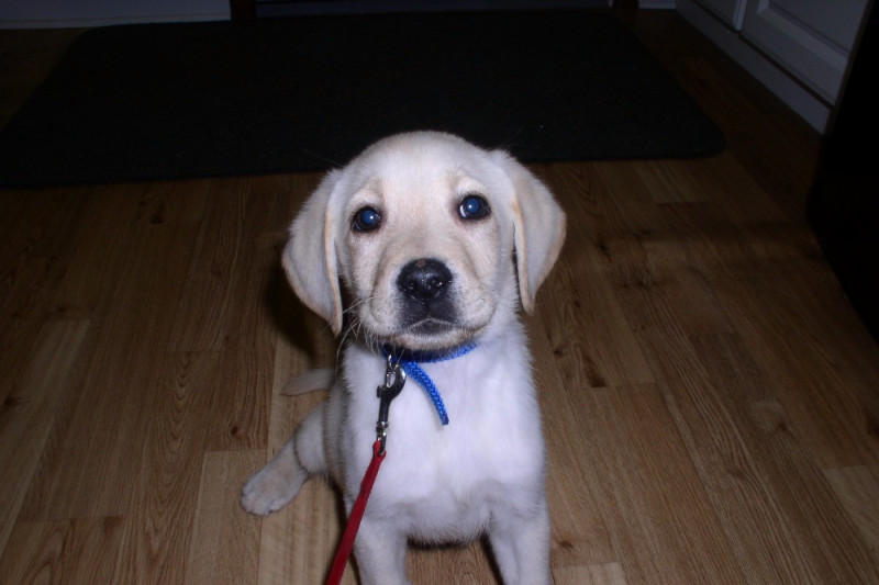 Fundraiser by Charles ZIEGENFUSS : Hero Labradors Service Dogs