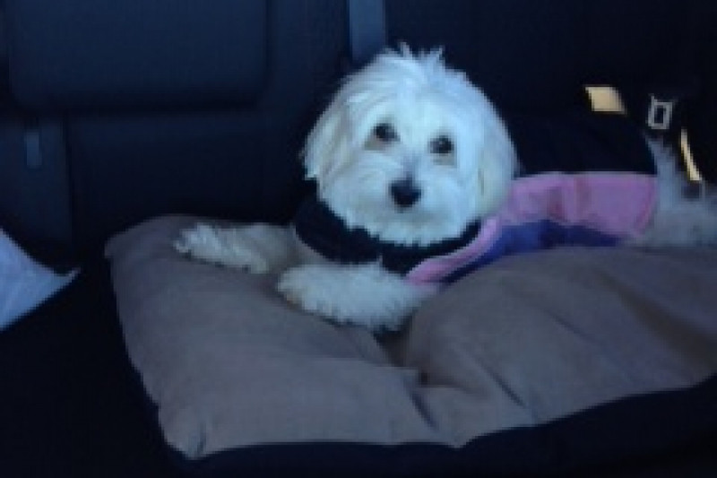 Fundraiser by David Gaffey : Maddie Rose Medical Care Fund