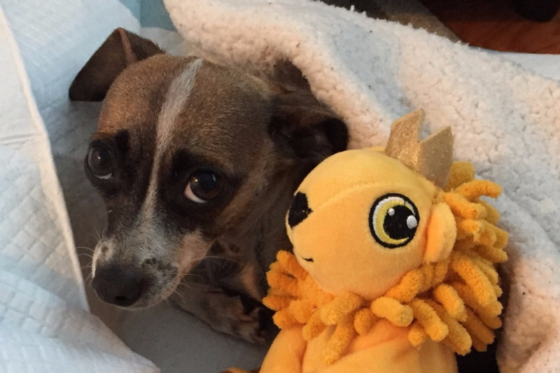 Fundraiser by Lisa Deanne Young : Lion's Life Matters