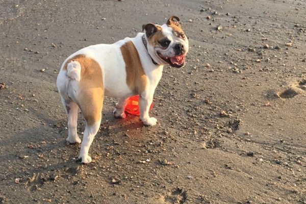 Fundraiser by Parvin Ghazian : Otis needs your help!