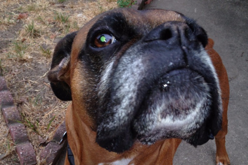 Fundraiser by Conor Kellicutt : SAVE SCRUFFY PUPPY