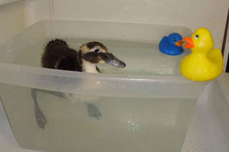 Fundraiser by Julie Burge : Parrot, Duck & Goose Rescue Net Gun