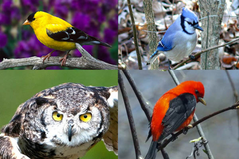 Fundraiser by Sandy Bourque : Save our Wild Birds!