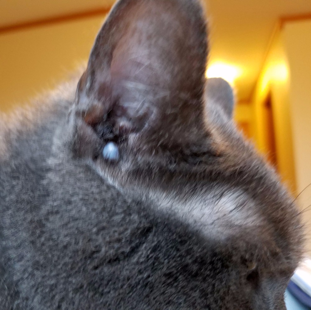 Fundraiser By Amy J Good Amos Purrton s Surgery Fundraiser By Amy J Good Amos Purrton s Surgery