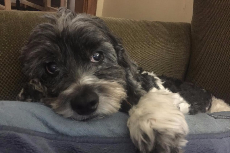 Fundraiser by Ciera Fleming : Kobi's Veterinary Fund