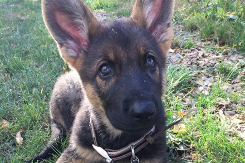 Fundraiser by Danielle Zee : Gino the German Shepherd
