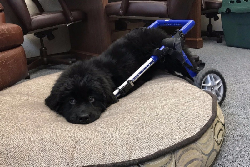 Fundraiser by Stephanie Ringler Huss-Ropp : Help Stella Walk Again