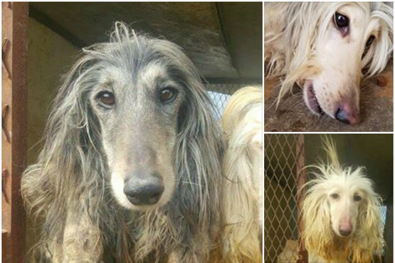 Fundraiser by Marla Hart : Magnificent7 Free From Hoarder Hell