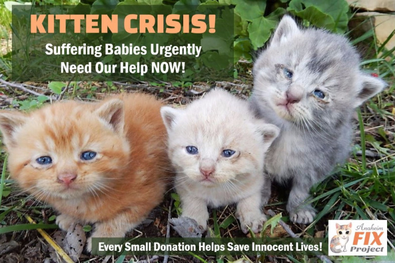 Petition update · Kittens are Suffering and Urgently Need Our Help ...