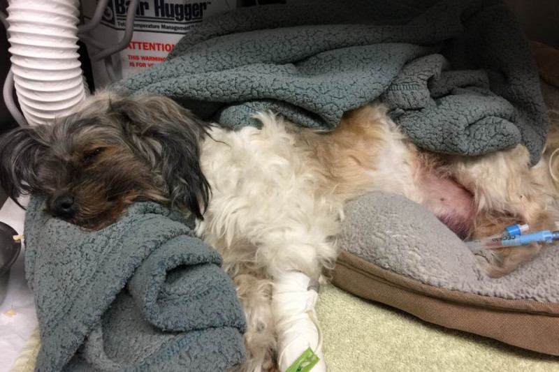 Fundraiser by Trish Sebben Malone : Saving "Bo" the Shih Tzu