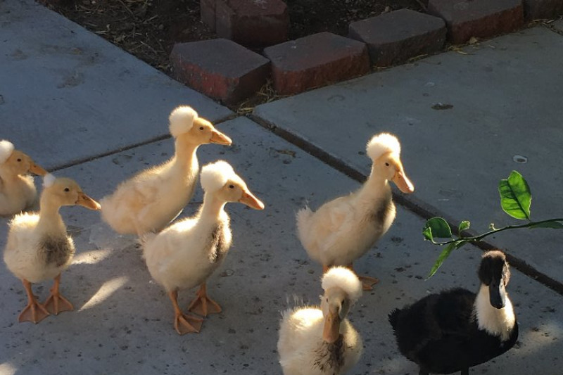 Fundraiser by Deneen Robinson Ford : Desert Shores Ducks