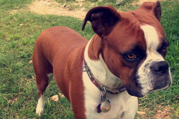 Fundraiser by Kayla Booker : Dallas' medical expenses