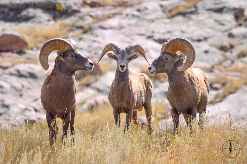 Fundraiser by Carol Smith : Help fund Bighorn Sheep Research