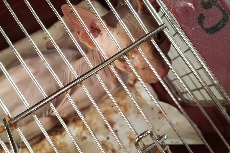 Fundraiser for Phyllis Combs by Whitney Prossner : AGAINST ALL ODDS: Louie