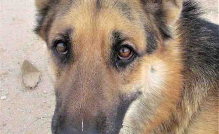 Fundraiser by Lindsey Ann Loyden : Central Arizona Animal Rescue