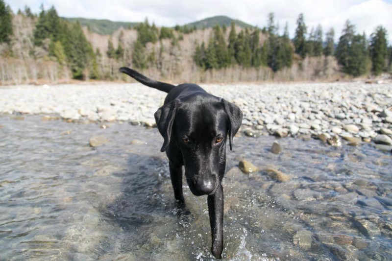 Fundraiser for Karlie Roland by KayLee Andrews : Let's help Grizz get ...