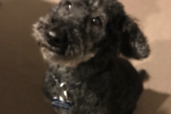 Fundraiser by Will Birchall : J-P the poodle's recovery