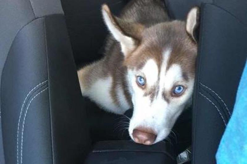Fundraiser for Dave Tamburro by Jesse Ziglar : Husky Puppy Medical Expenses