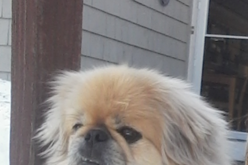 Fundraiser for Kellie Morlock by Dylan Morlock : Mr. Beanz vet bills