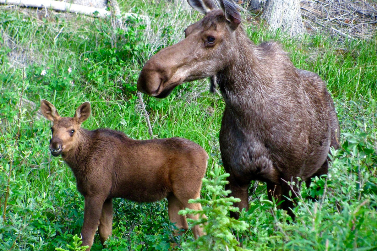 Fundraiser by Cindi Bollettieri : Moose Poacher - Vermont