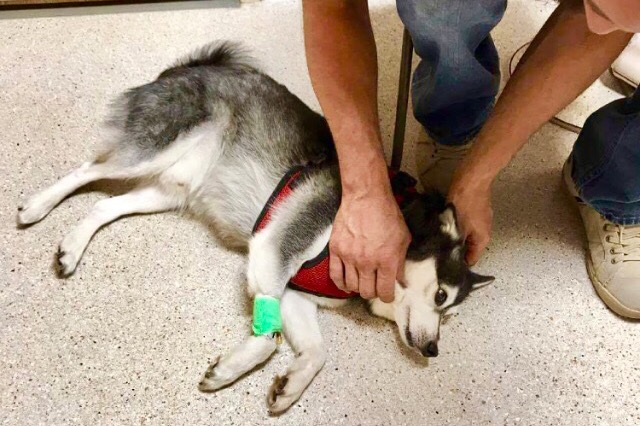 Fundraiser for Jason Casanova by Taylor Casanova : Beer's Emergency Vet ...