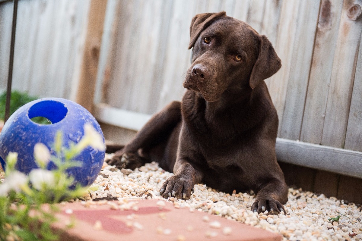 Fundraiser by Joshua Todd : Help Save Rosie the Labrador