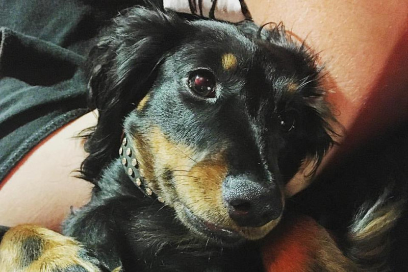 Fundraiser by Luke Sturdy : Help Cure Tishie