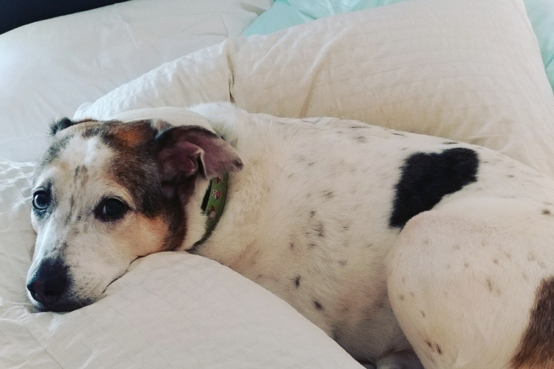 Fundraiser by Sarah Grace McCandless : Nancy Drew Holiday Miracle