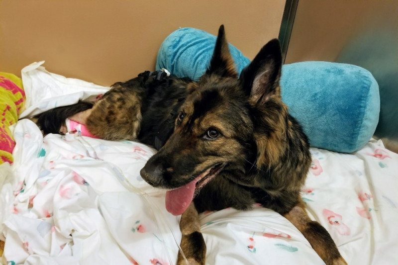 Fundraiser by Heather Johnson : Lupa's Medical Expenses