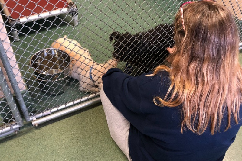 Fundraiser for Brenda Conway by Obana Marie : Transportation for Paws