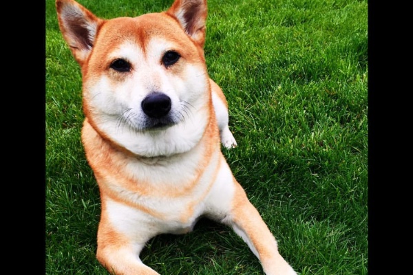 Fundraiser by Rob Hicks : Help for Foxy, Our Shiba Inu