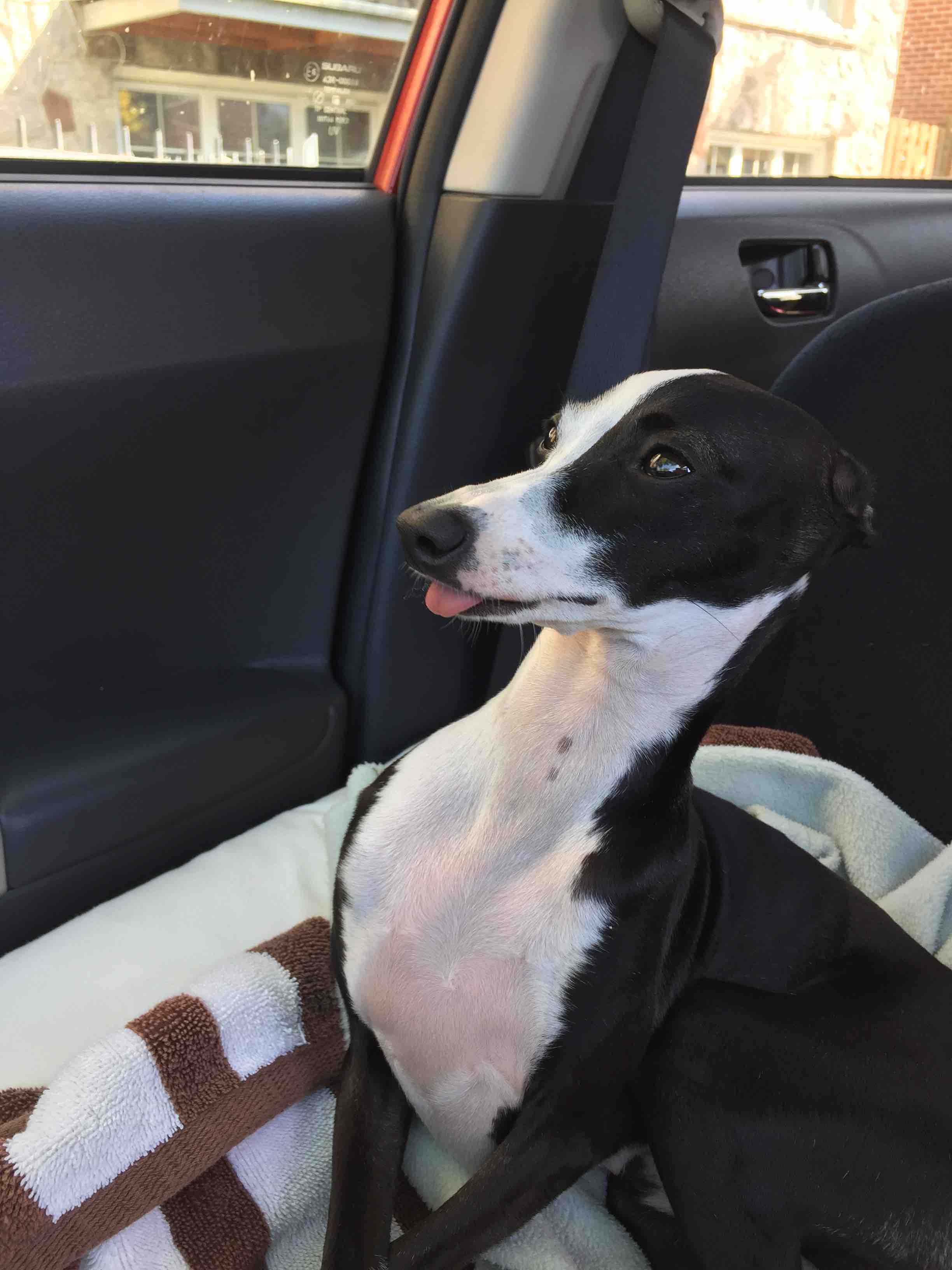 Fundraiser for Stéphanie Doiron by Katerine Doiron : Stephanie à besoin ...