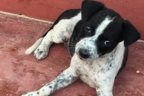Fundraiser by Phil Blakeway : Can you help me save little Daisy?
