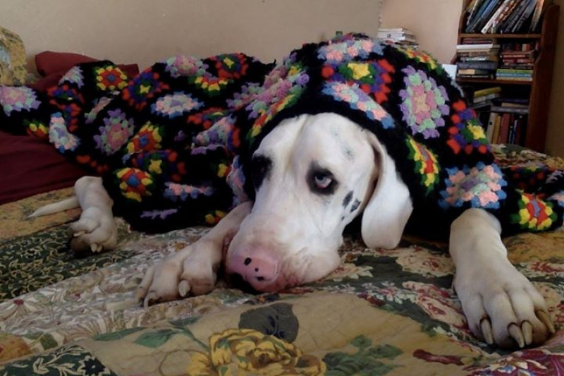 Fundraiser by Ann Merriwether : Quack's Goal is Achieved!