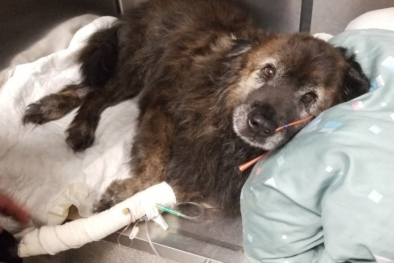 Fundraiser by Eryn Elizabeth Henry : Bringing Roxi Home