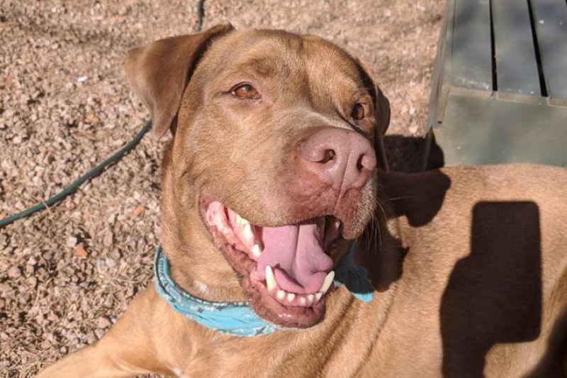 Fundraiser for Rachel Wehr by Barbara Monroe : Former STR Bronco Needs ...