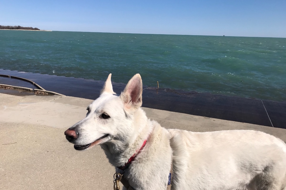 Fundraiser by Morgan Fausett : Please Help Fund Zooey's Vet Bill