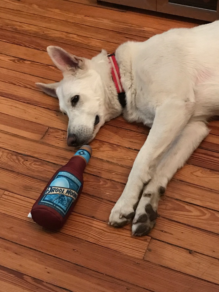 Fundraiser by Morgan Fausett : Please Help Fund Zooey's Vet Bill