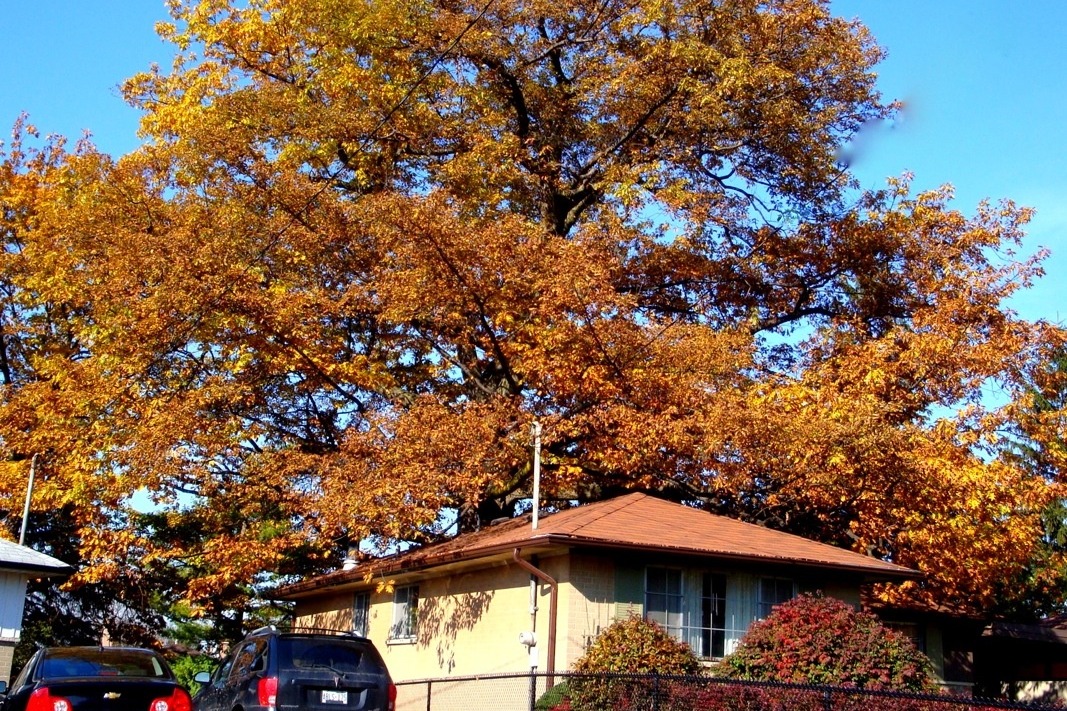 Fundraiser by DEANNA SGRO : TORONTO'S 350 YR OLD RED OAK TREE