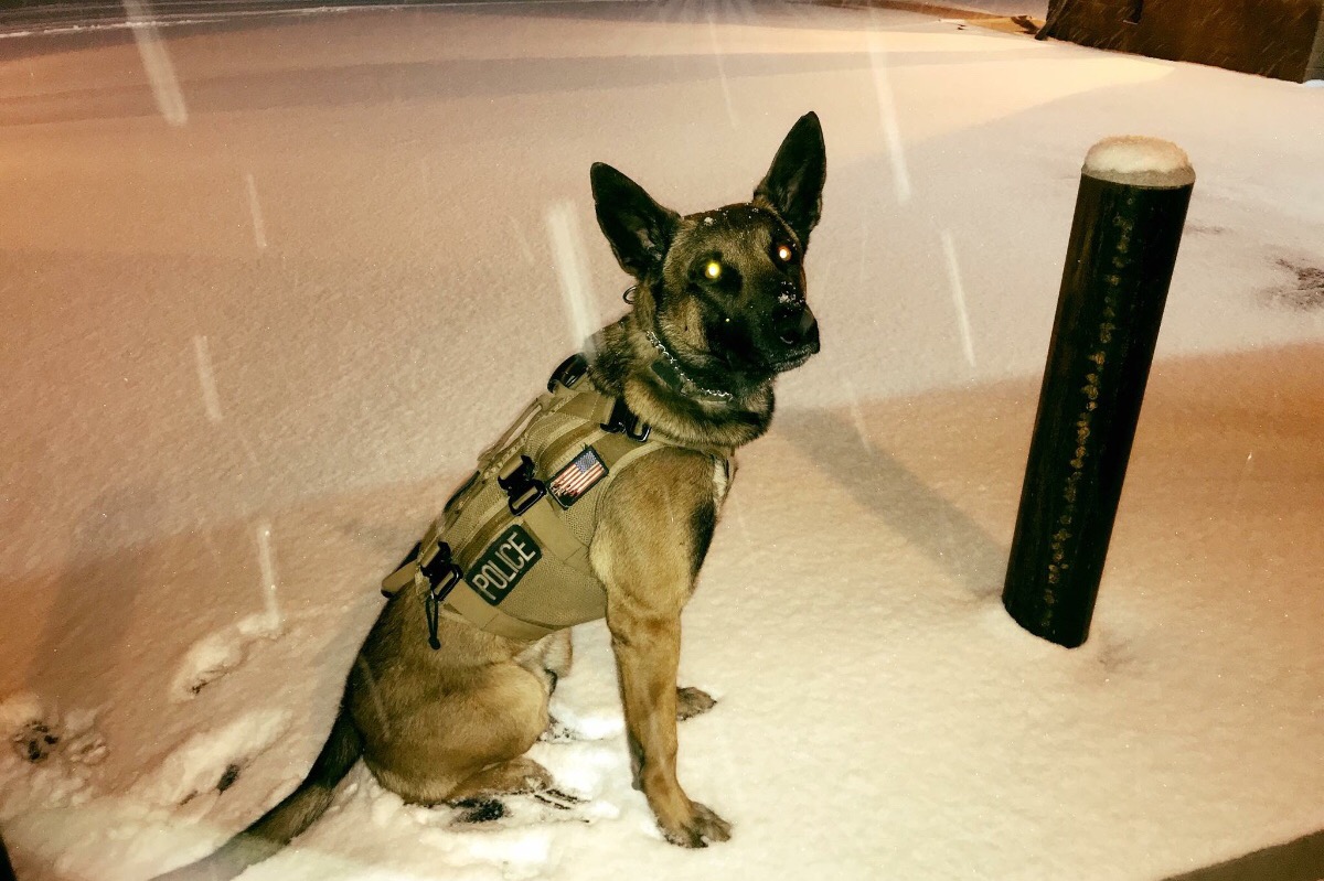 Fundraiser by Longmont Police And Fire : K9 Rudi’s vet bill