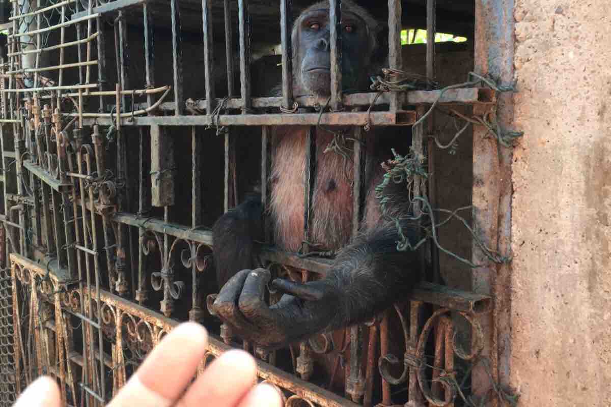 Fundraiser by Asli Han Gedik : Save chimpanzees from poaching