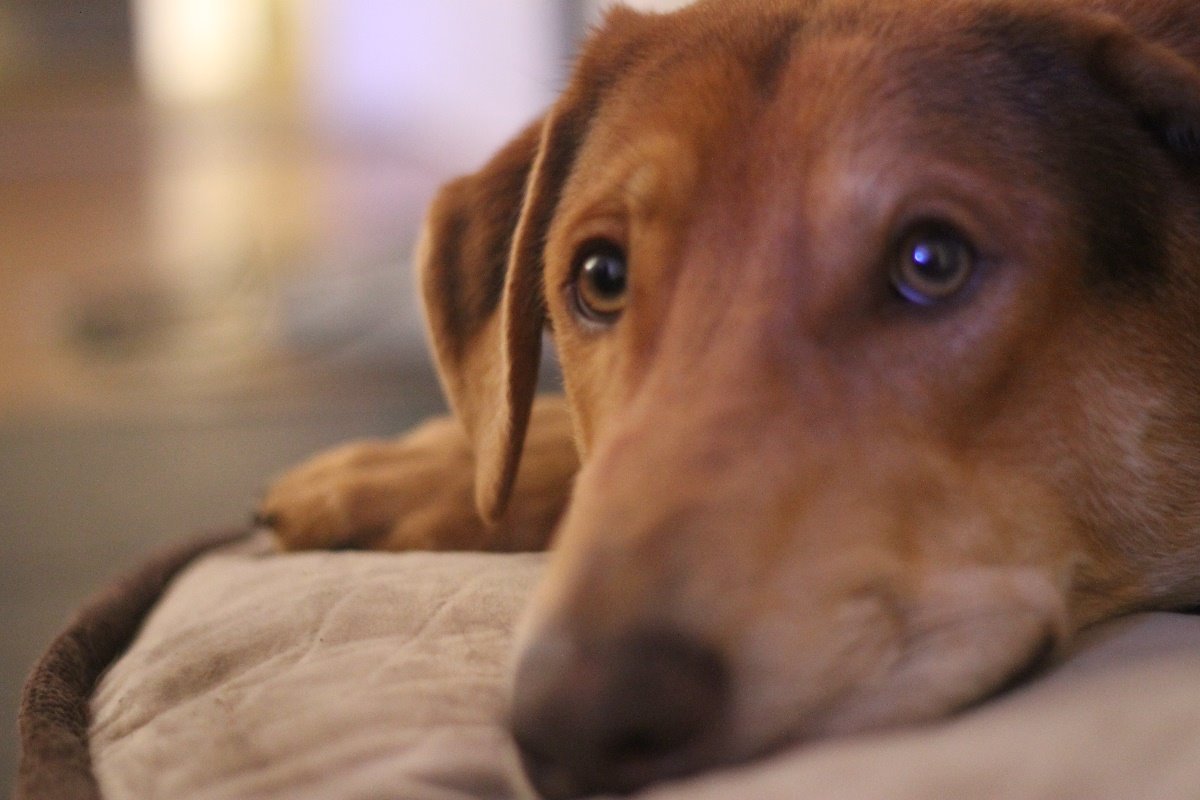 Fundraiser for Jake Castro by Tynisha Shi : Our Bosco needs emergency ...