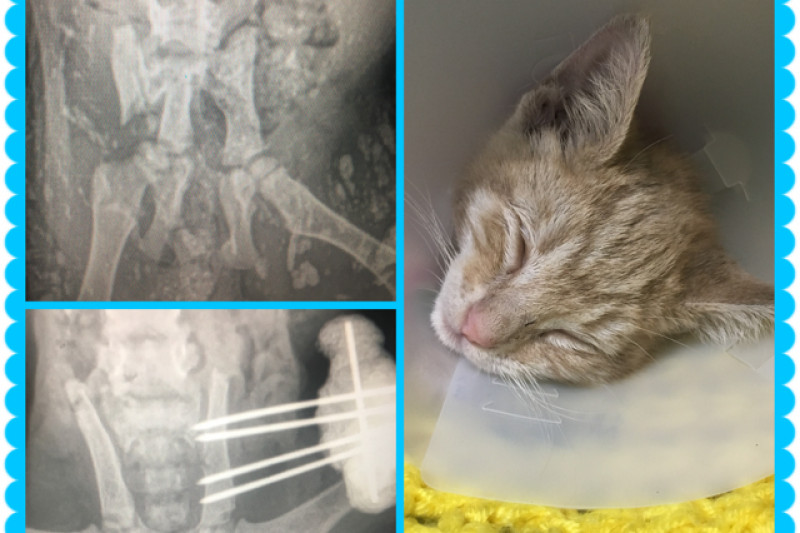 Fundraiser by Michele Hoffman : Emergency Kitten Fund