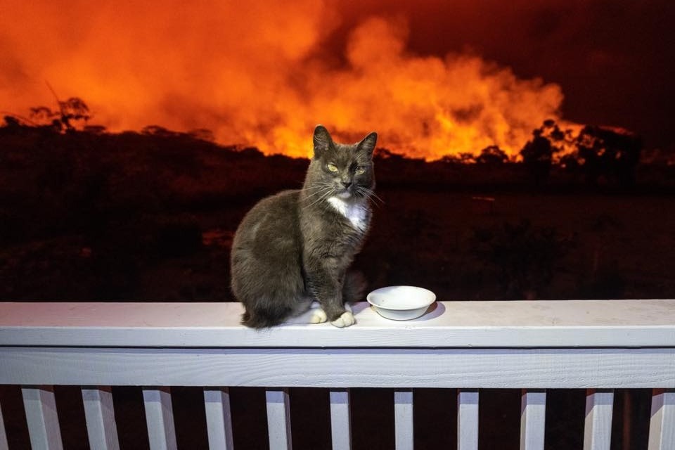 Fundraiser by Axel Kratel : Kapoho Farm Animals Lava Rescue