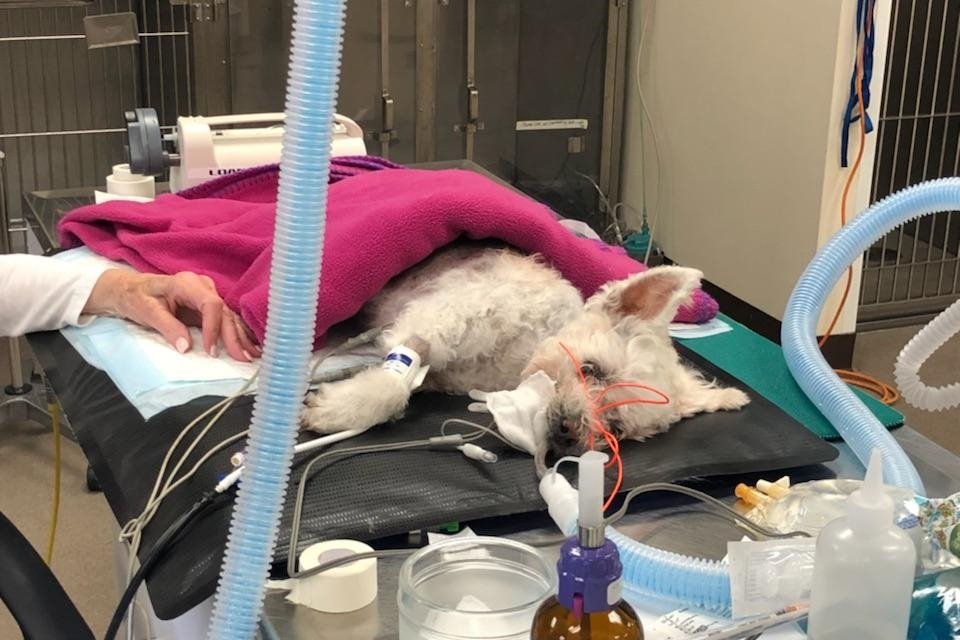 Fundraiser for Laura Kogut by Kelly Rinker : Katie